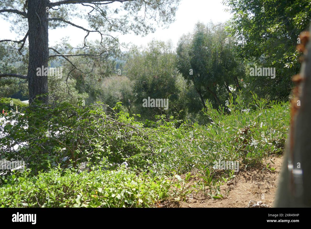 Los Angeles, California, USA 6th August 2024 9444 Director Roman ...