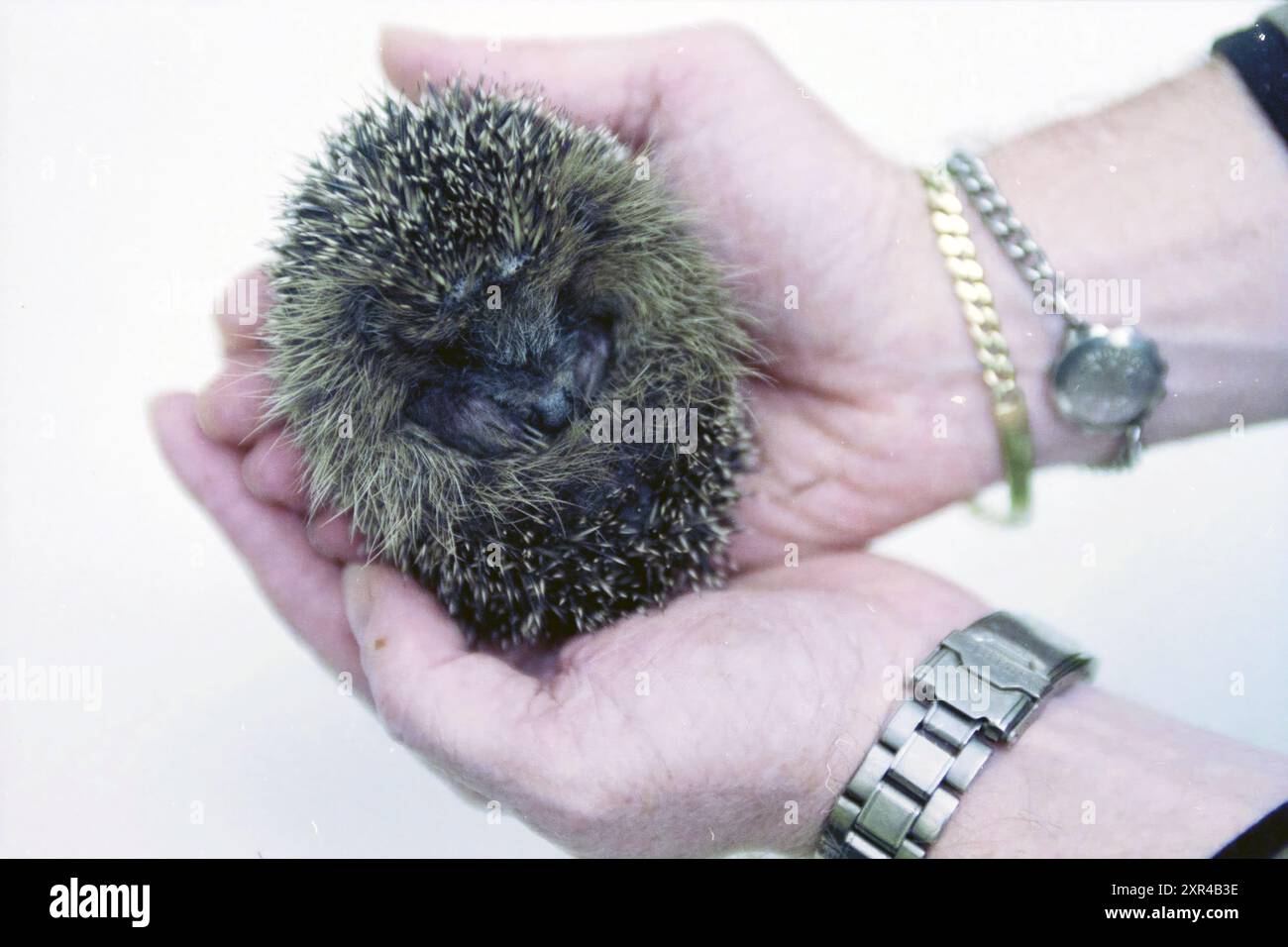 Hedgehog bird hospital hi-res stock photography and images - Alamy