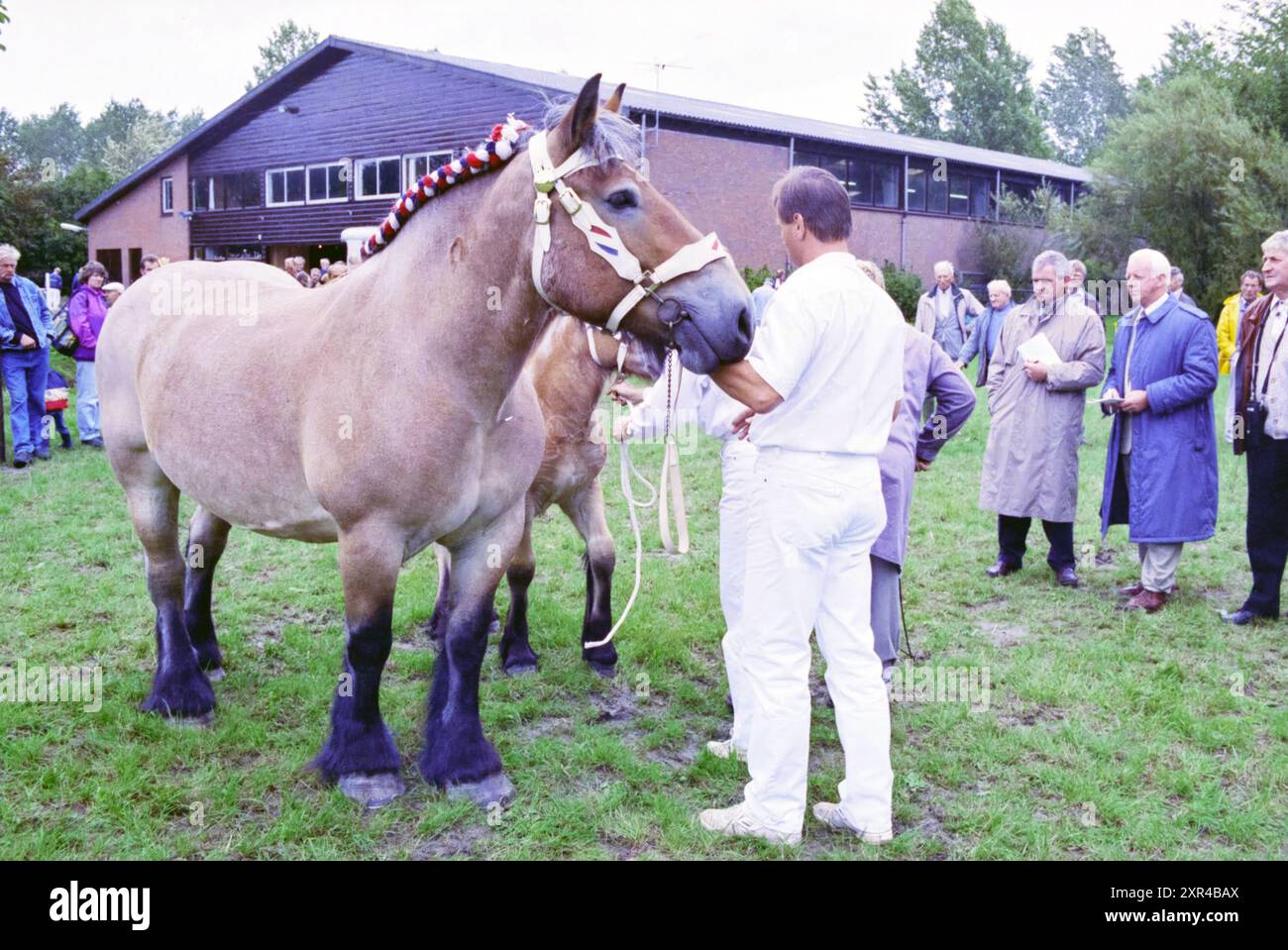 Draft horse inspection, Hoofddorp, The Netherlands, 08-09-1995, Whizgle ...