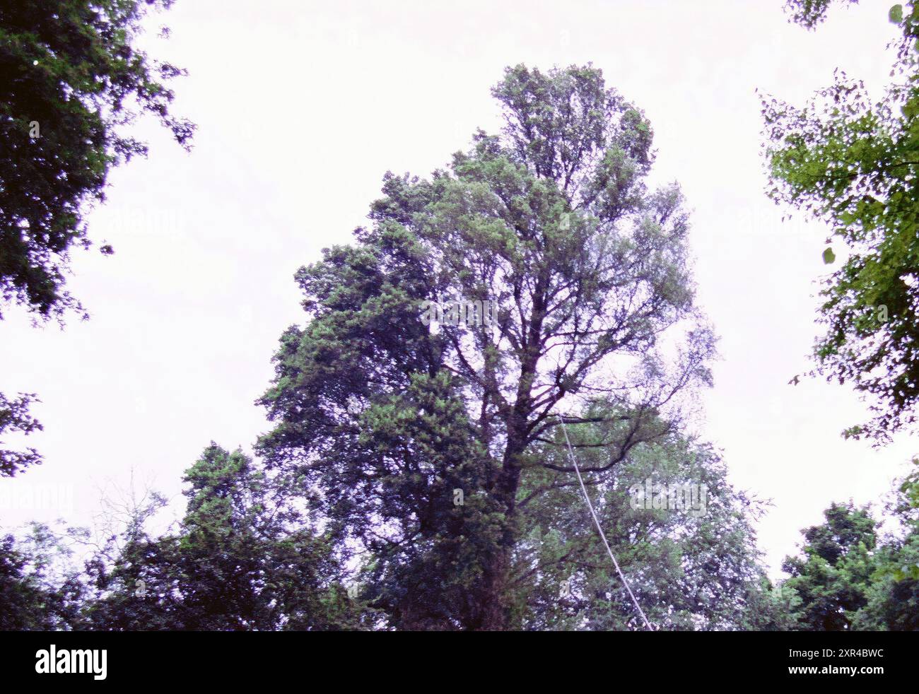 Felling the elm Statenbolwerk, 09-07-2001, Whizgle Dutch News: Historic ...