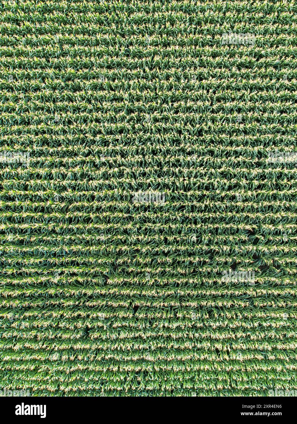 rows of corn Stock Photo - Alamy