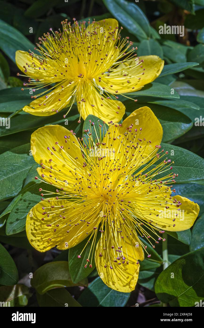 Great St. John's wort or rose-of-Sharon (Hypericum calycinum), Hypericaceae. Perennial ground ...