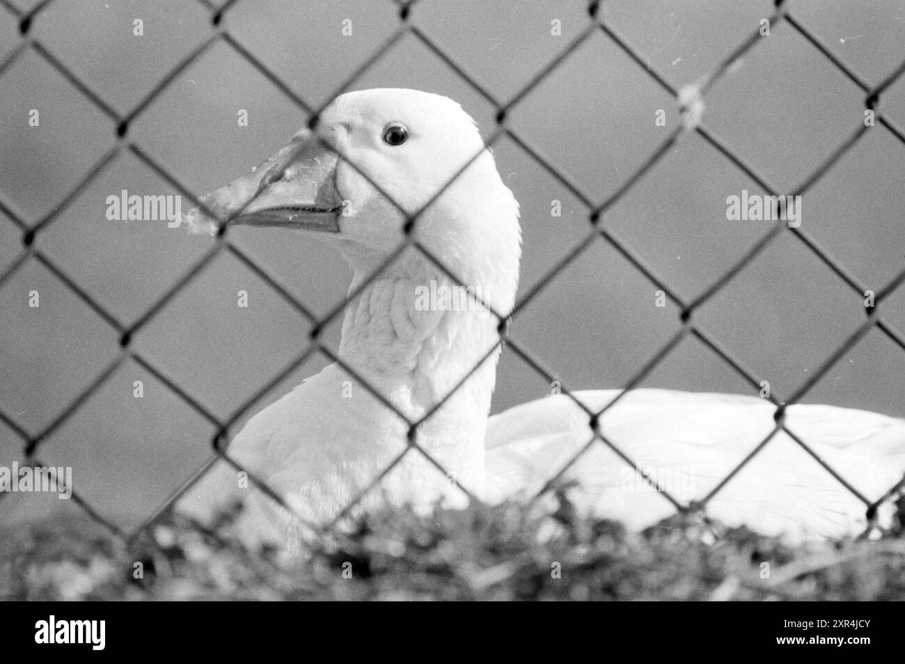 Breeding geese kruisweg hoofddorp hi-res stock photography and images ...