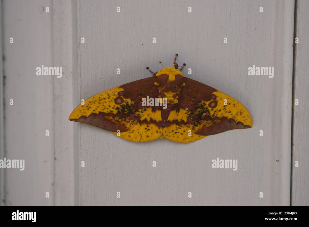 An imperial moth resting on white door frame Stock Photo - Alamy