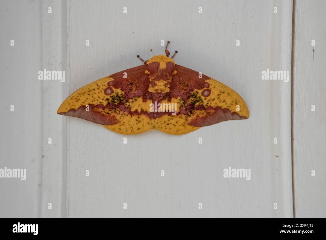 An imperial moth resting on white door frame Stock Photo - Alamy