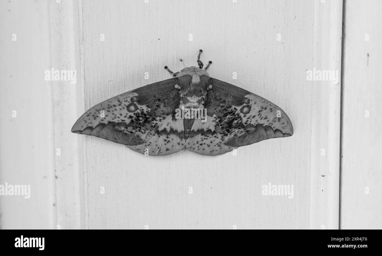 An imperial moth resting on white door frame Stock Photo - Alamy