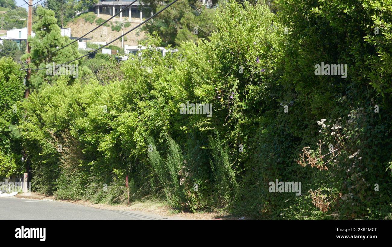 Los Angeles, California, USA 6th August 2024 Rapper/Singer Bad Bunny ...