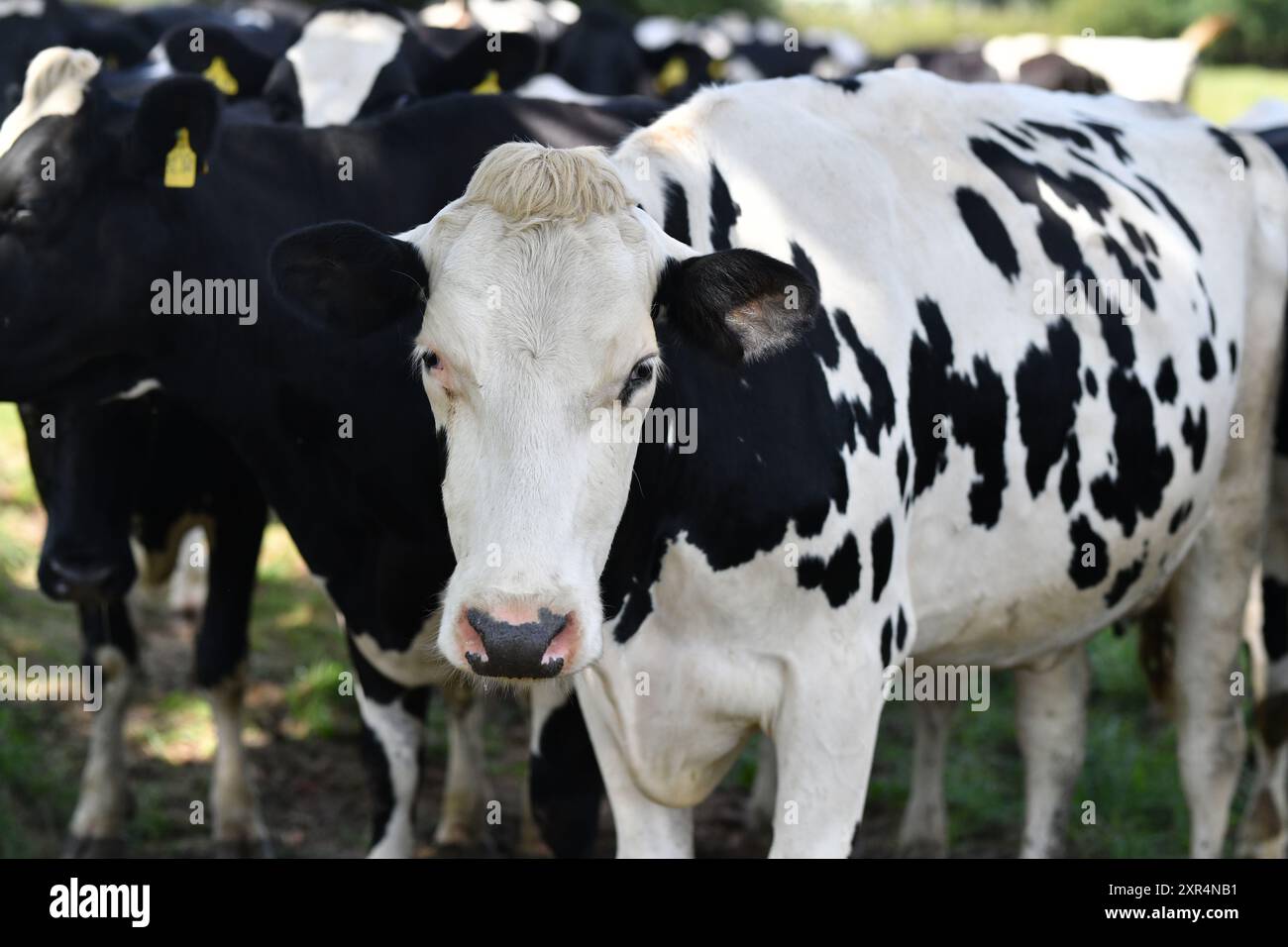 Cow on a summer pasture. Herd of cows grazing in Alps. Holstein cows on ...