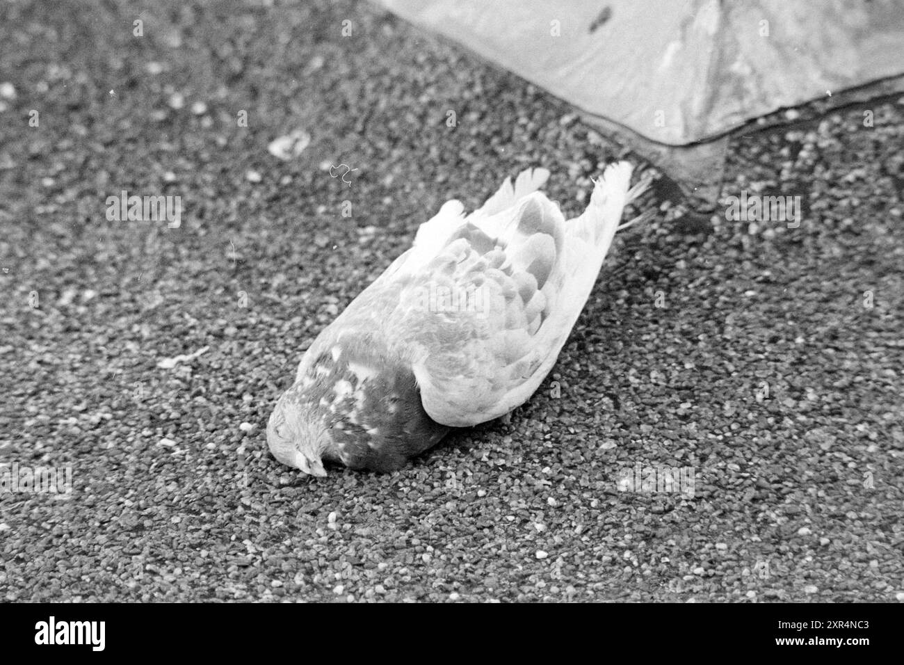 Dead pigeons cruquiushoeve hi-res stock photography and images - Alamy