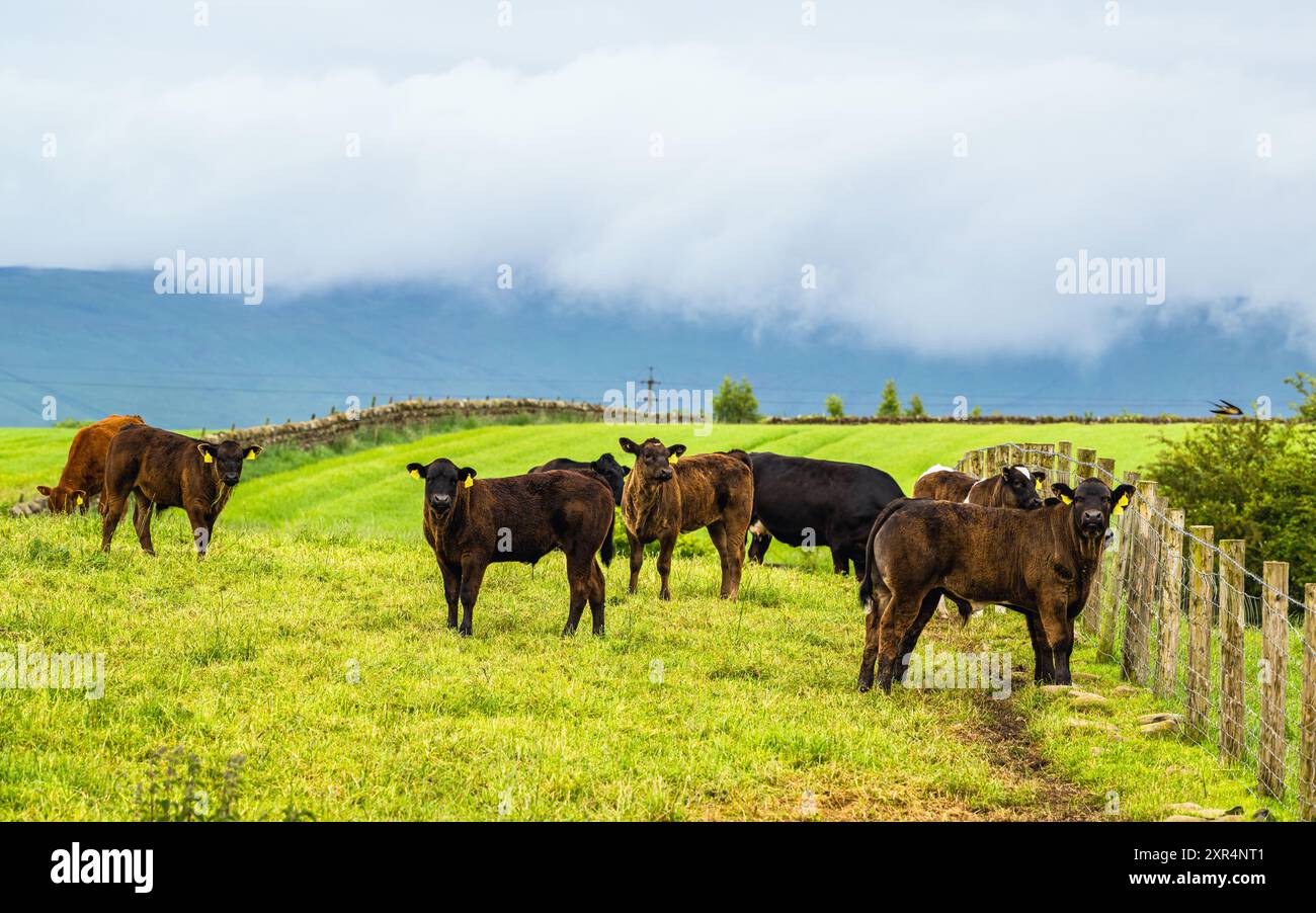 Cows and Farms in Yorkshire Dales National Park, North Yorkshire ...