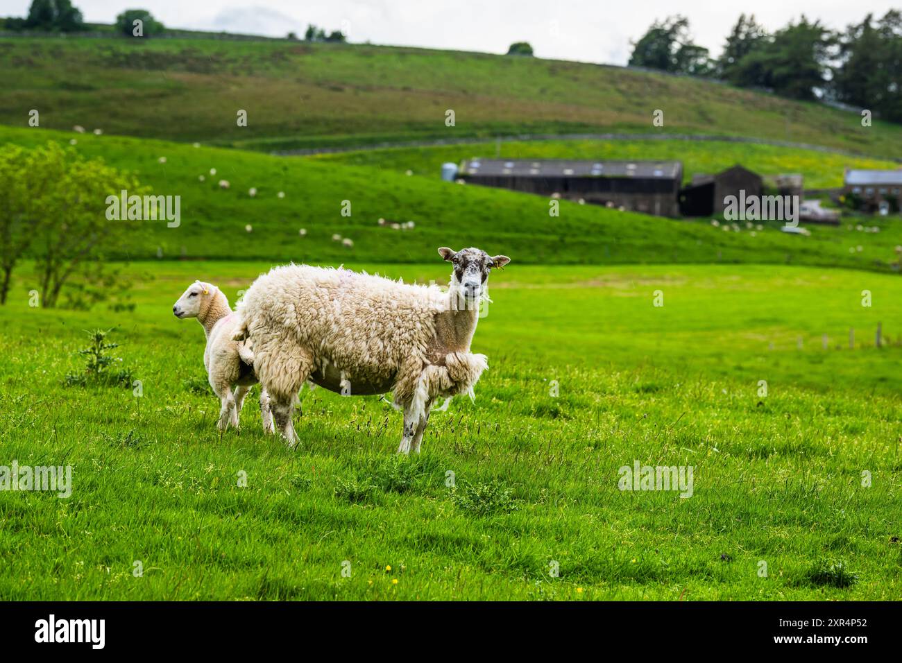 Sheeps and Farms in Yorkshire Dales National Park, North Yorkshire ...