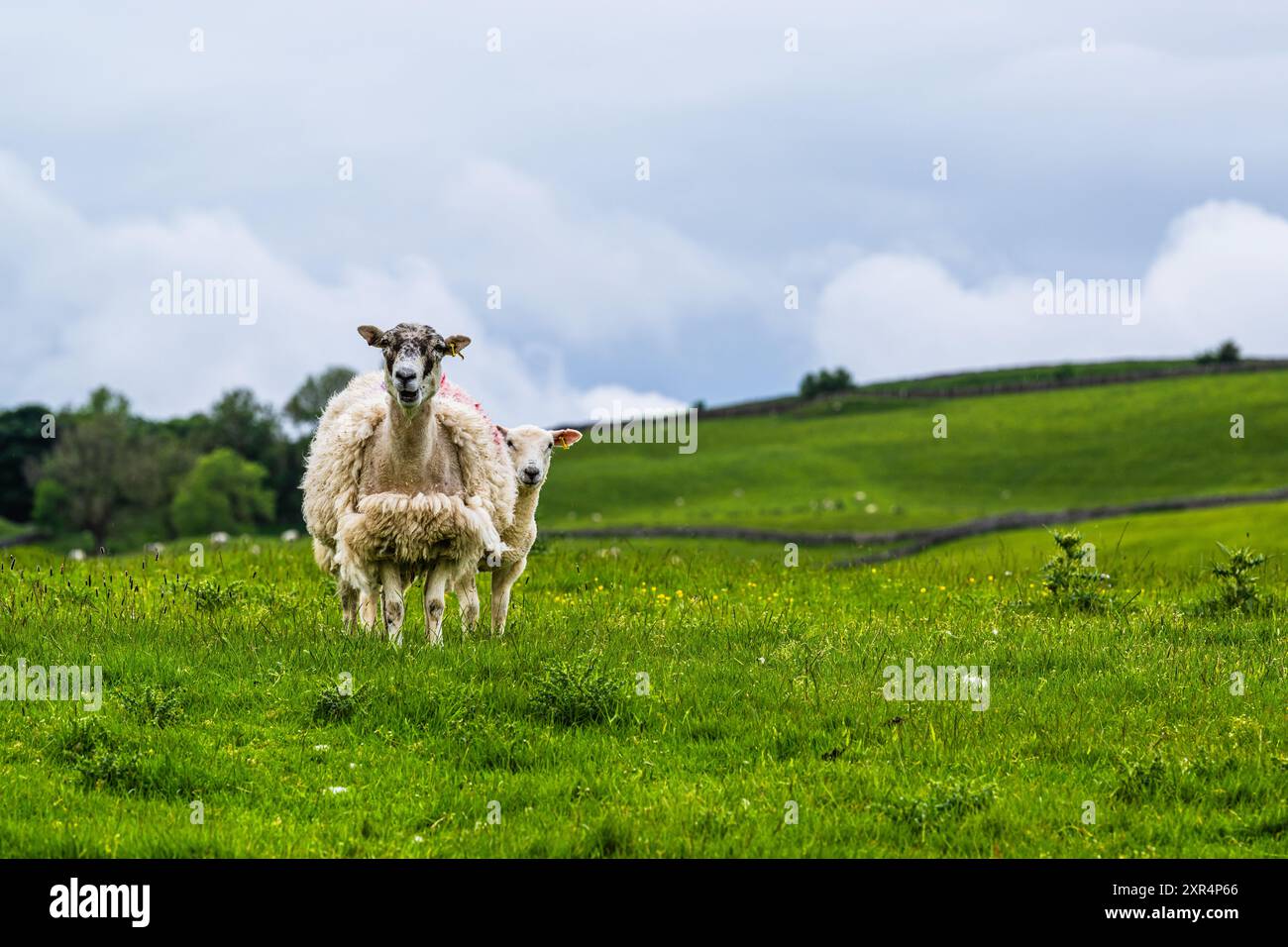 Sheeps and Farms in Yorkshire Dales National Park, North Yorkshire ...