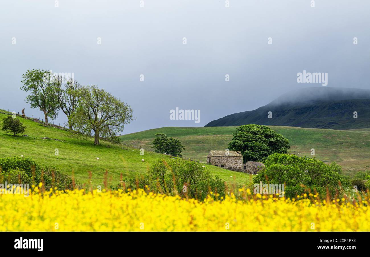 Farms in Yorkshire Dales National Park, North Yorkshire, England Stock ...