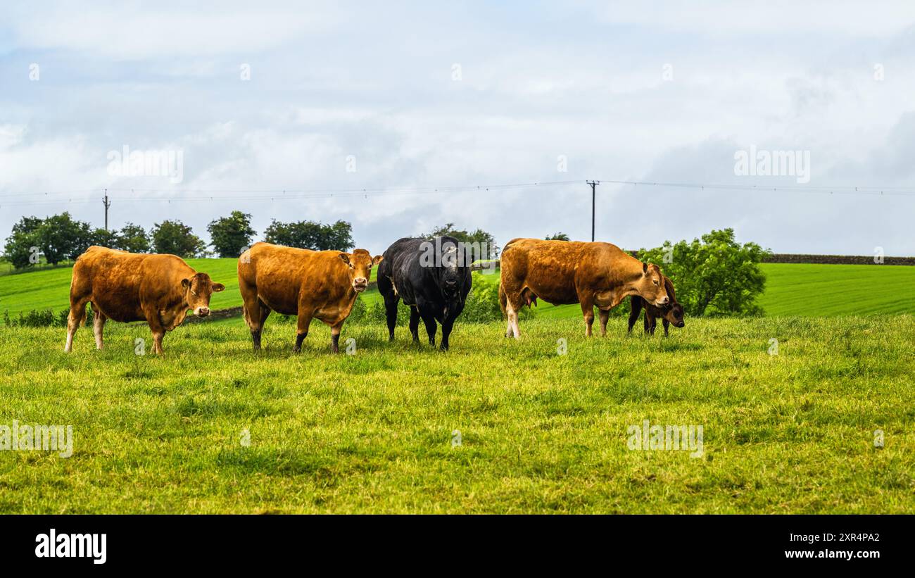 Cows and Farms in Yorkshire Dales National Park, North Yorkshire ...