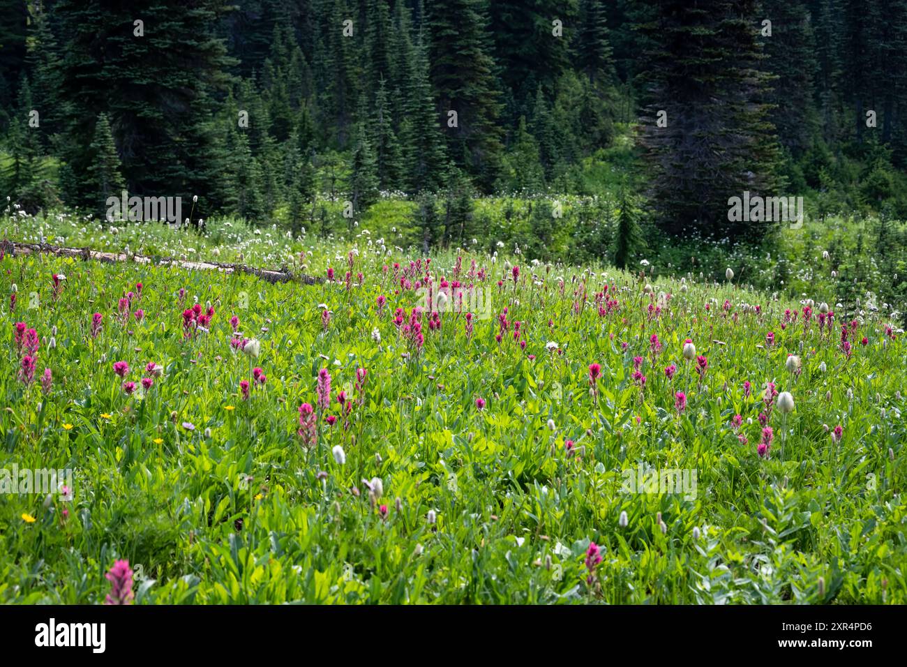 Northwest indian paintbrush castilleja hi-res stock photography and ...