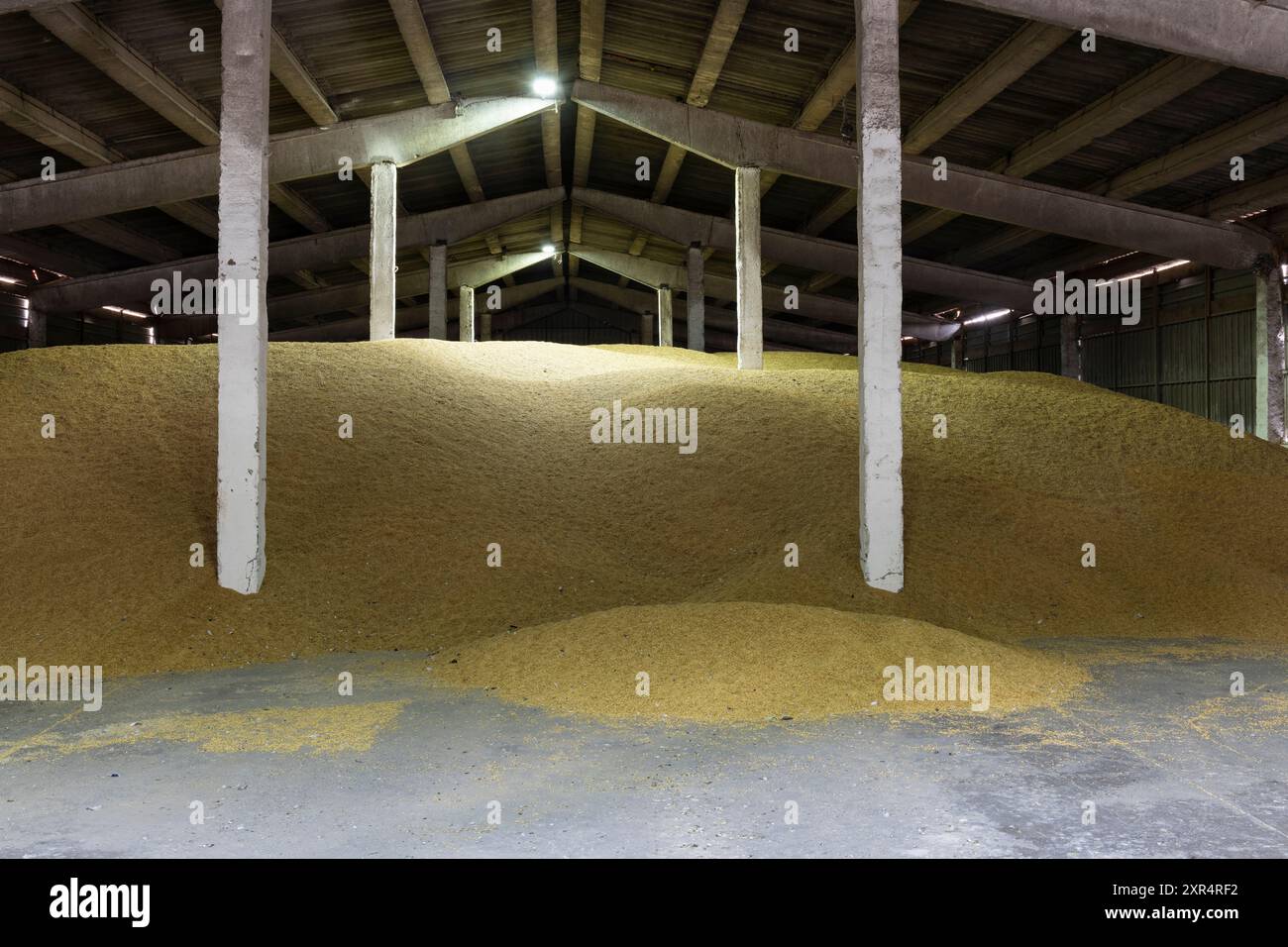 Harvested corns of wheat in old storage warehouse Stock Photo - Alamy