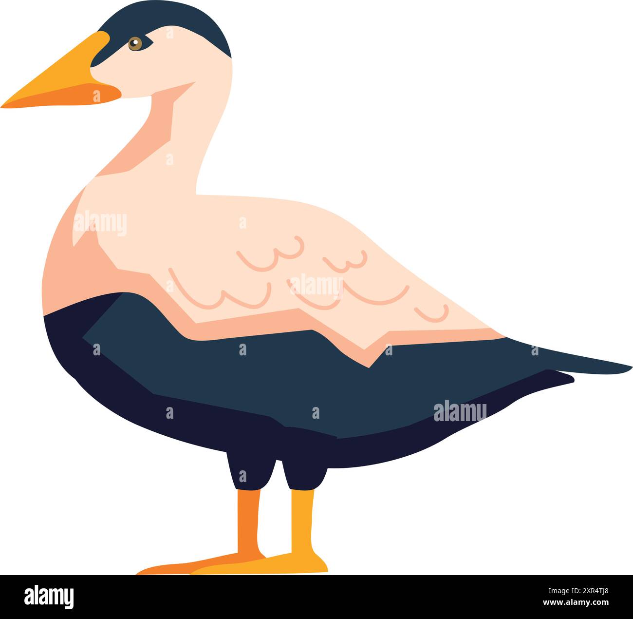 sandpiper cartoon shorebird Stock Vector Image & Art - Alamy