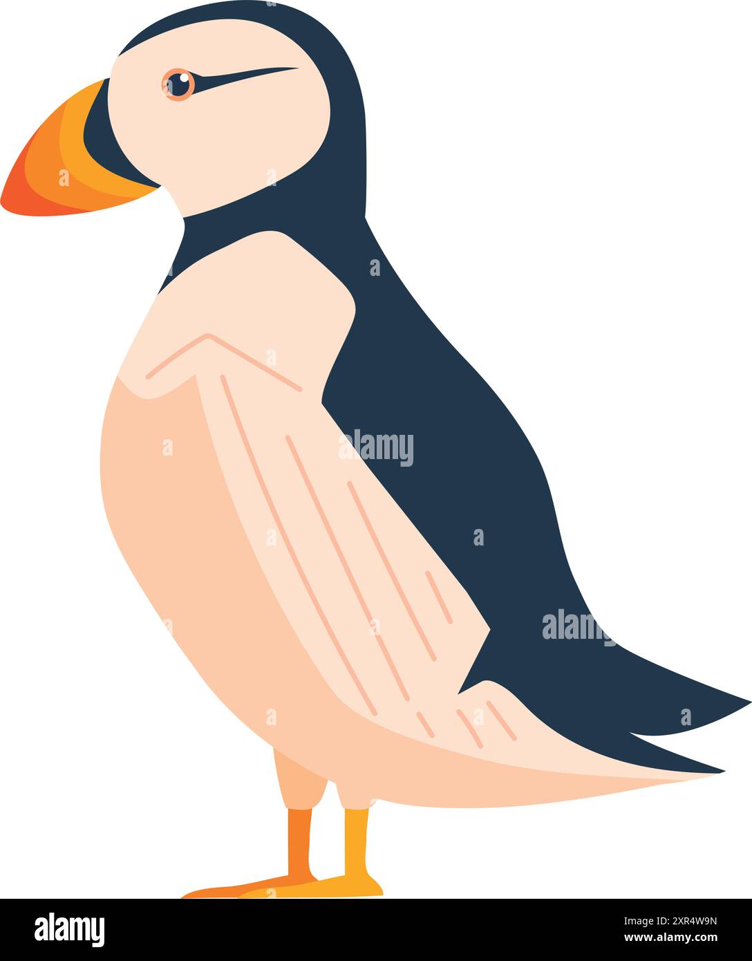 Atlantic coast sea birds Stock Vector Images - Alamy