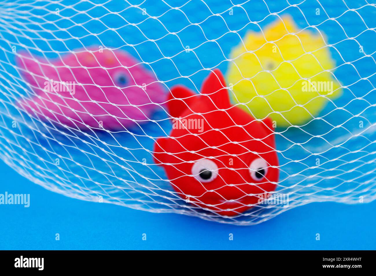 Colorful fish caught in fishing net Stock Photo - Alamy