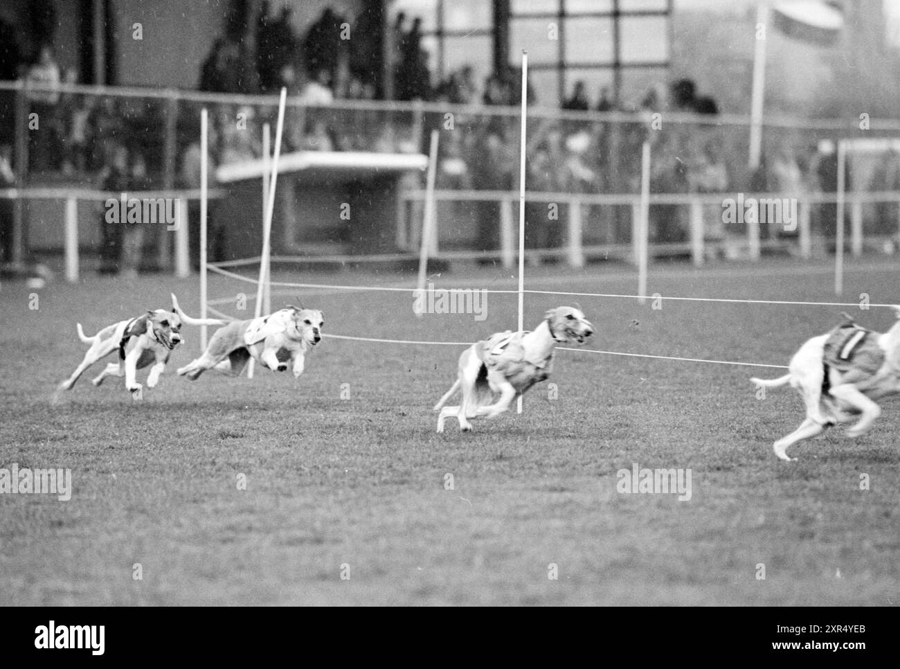 Greyhound race, IJm., Queen's Day, IJmuiden, The Netherlands, 30-04 ...