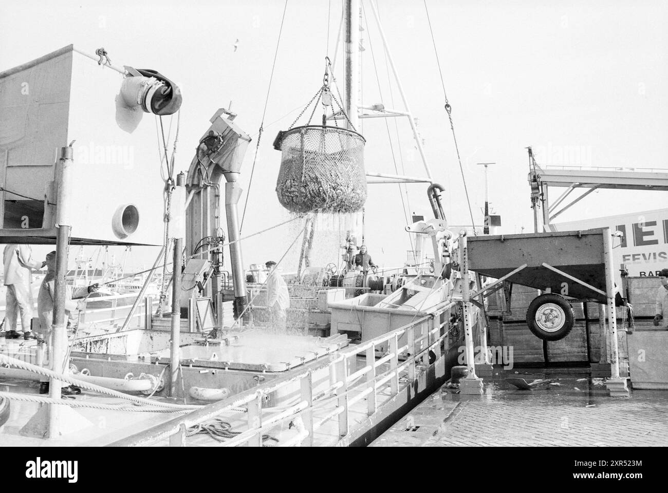 Removing caught fish from ship, IJmuiden, Haven, The Netherlands, 00-02 ...