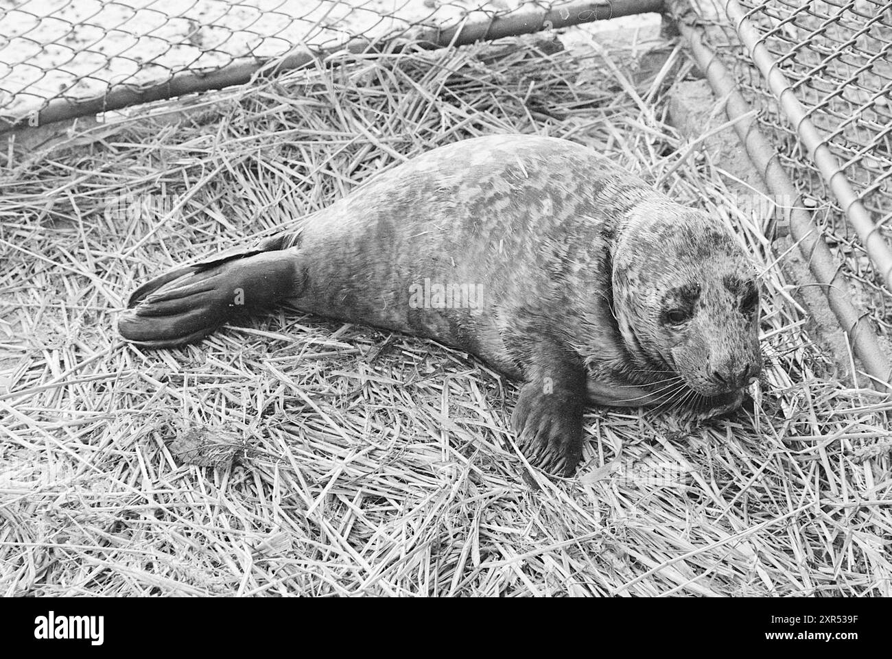 Dutch seals Black and White Stock Photos & Images - Alamy