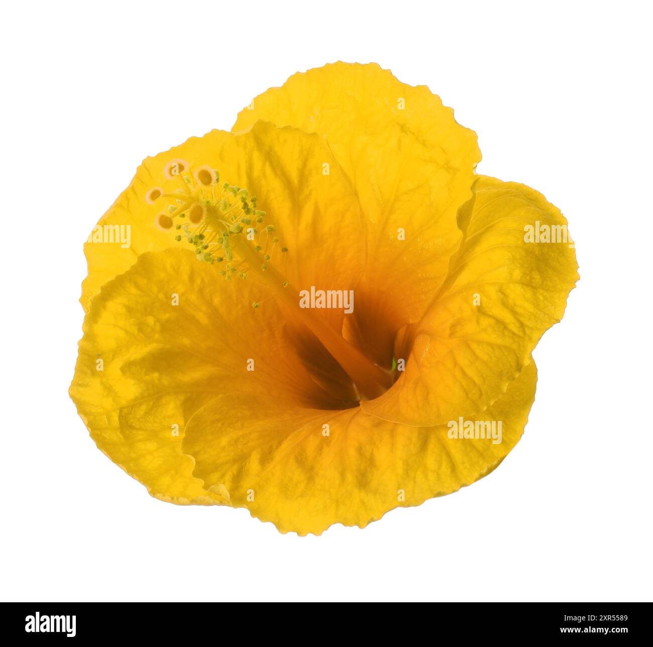 Pistil yellow hibiscus flower Cut Out Stock Images & Pictures - Alamy