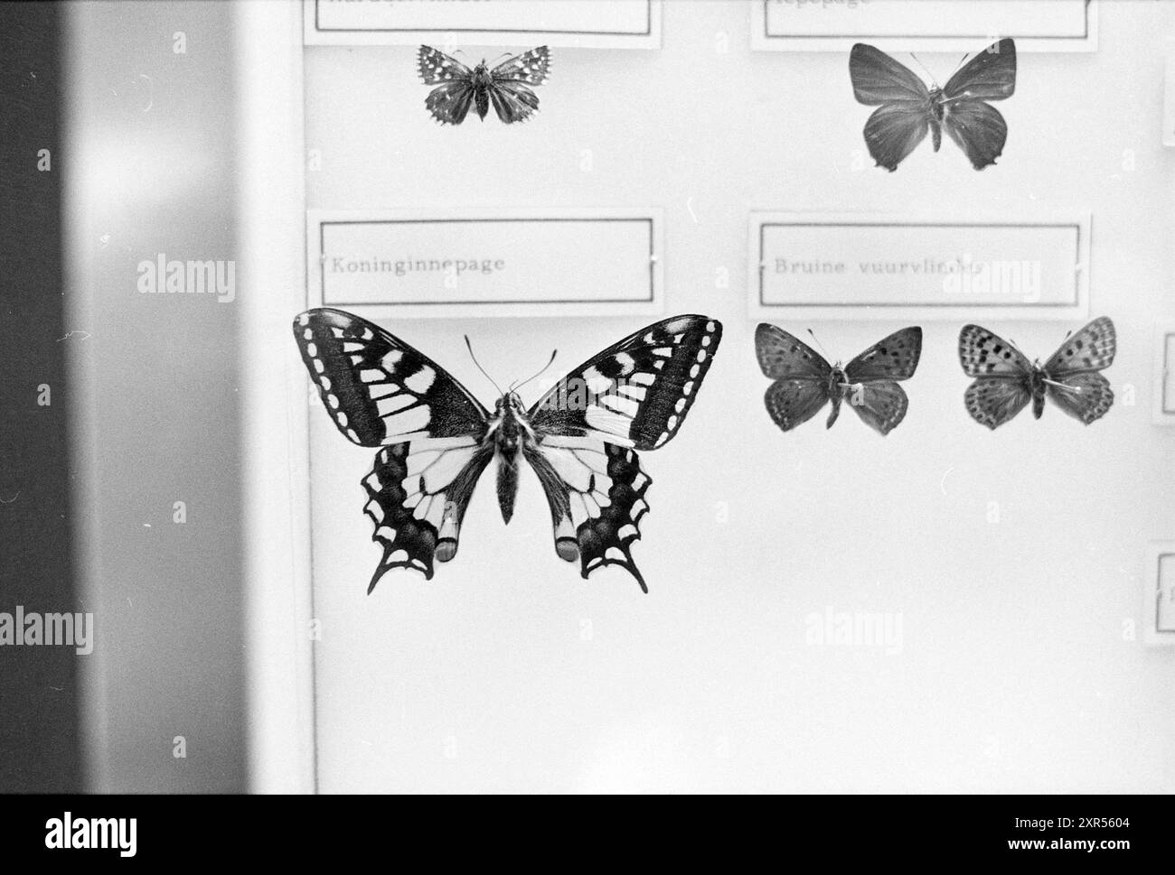 Queen page butterfly, Animals, 18-05-1989 Stock Photo - Alamy