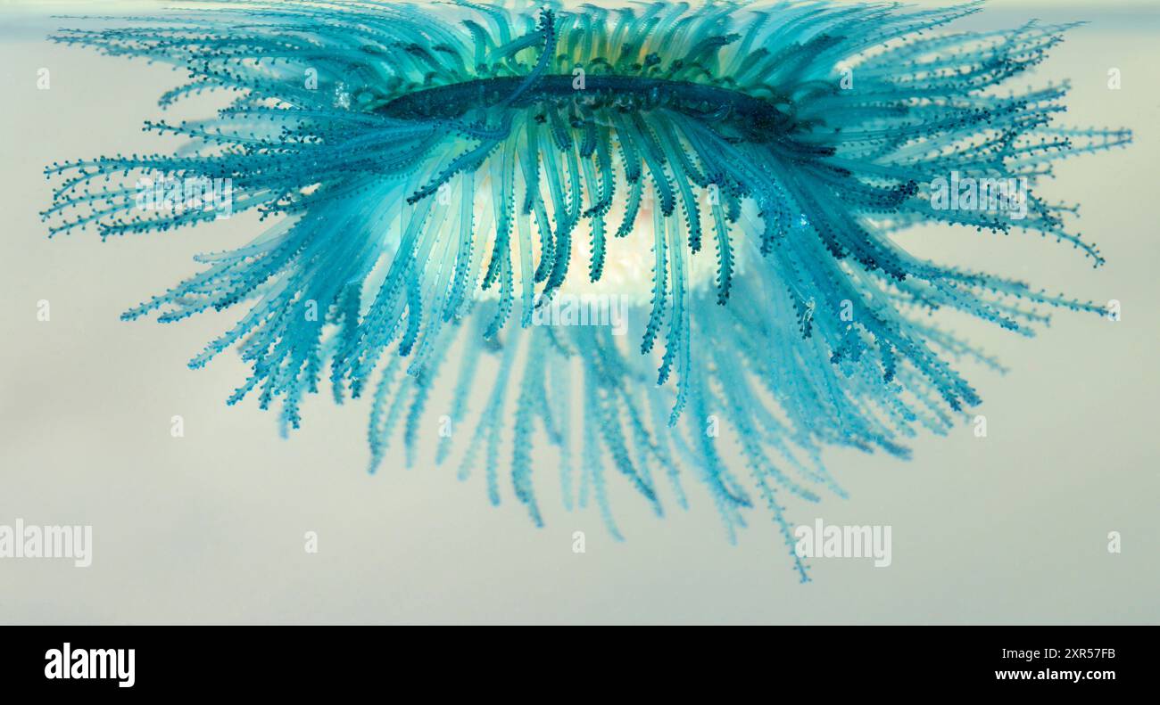 Underneath of the blue button (Porpita porpita) floating on the ocean ...