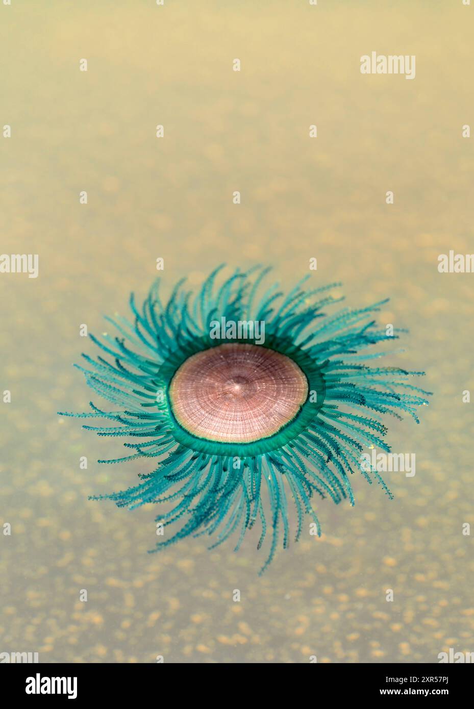 Blue button (Porpita porpita) floating on water surface over sandy ...
