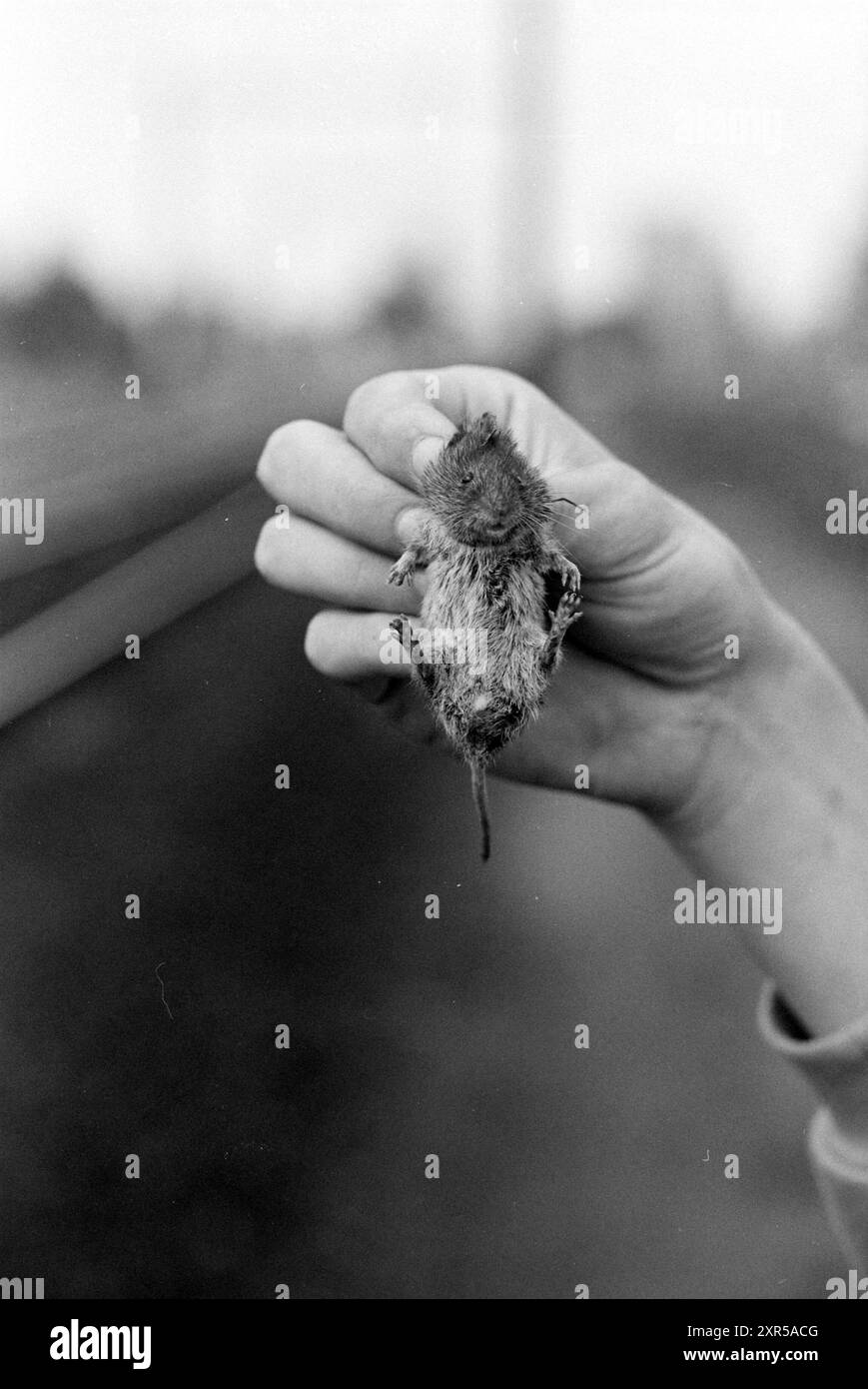 Dutch mice Black and White Stock Photos & Images - Alamy