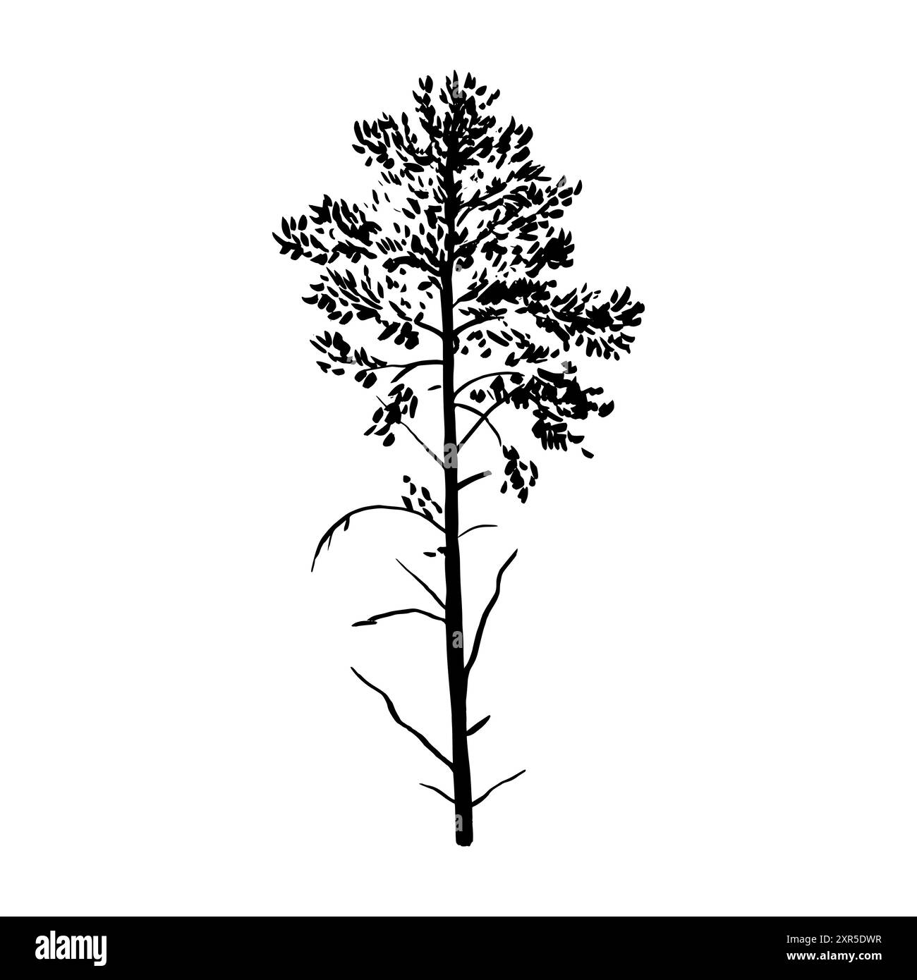 Silhouette of big old pine tree isolated on white background. Vector ...