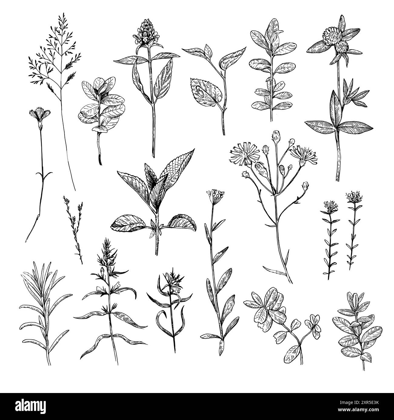 Victorian plants engraving Stock Vector Images - Alamy
