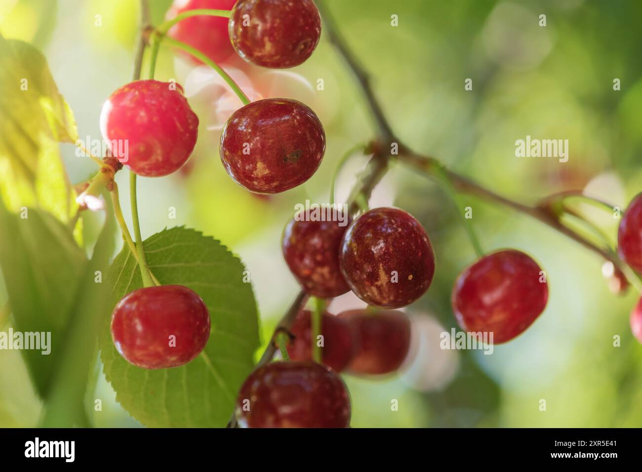 Red ripe cherries on a tree in sunlight Stock Photo - Alamy