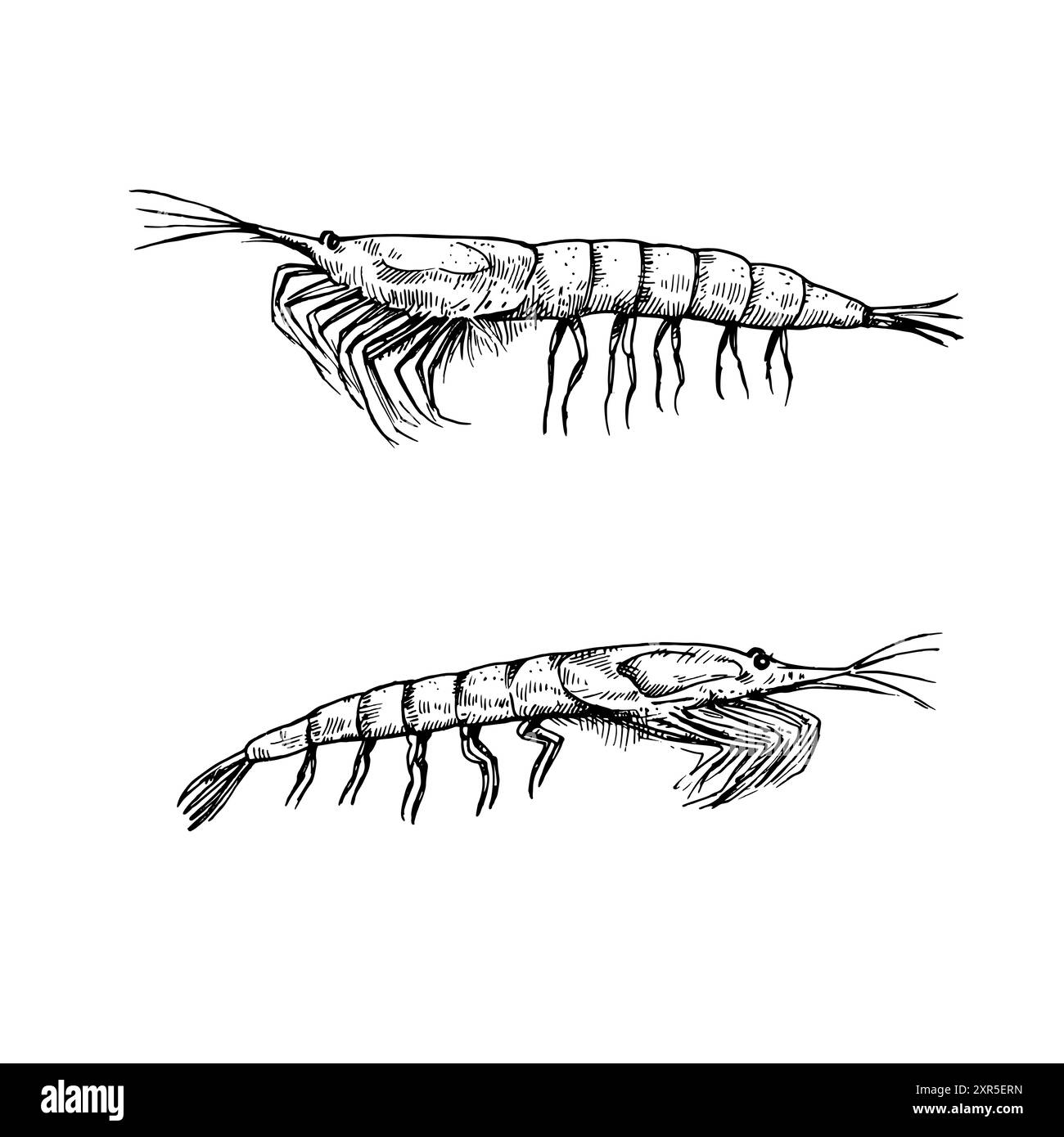 Sea krill isolated on white background. Black and white illustration ...