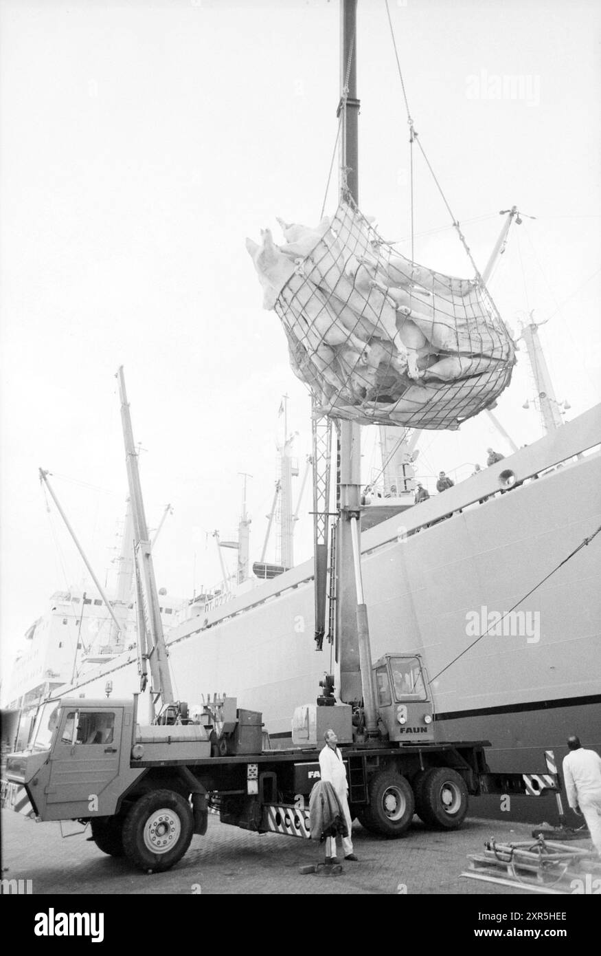 Pig ship Black and White Stock Photos & Images - Alamy