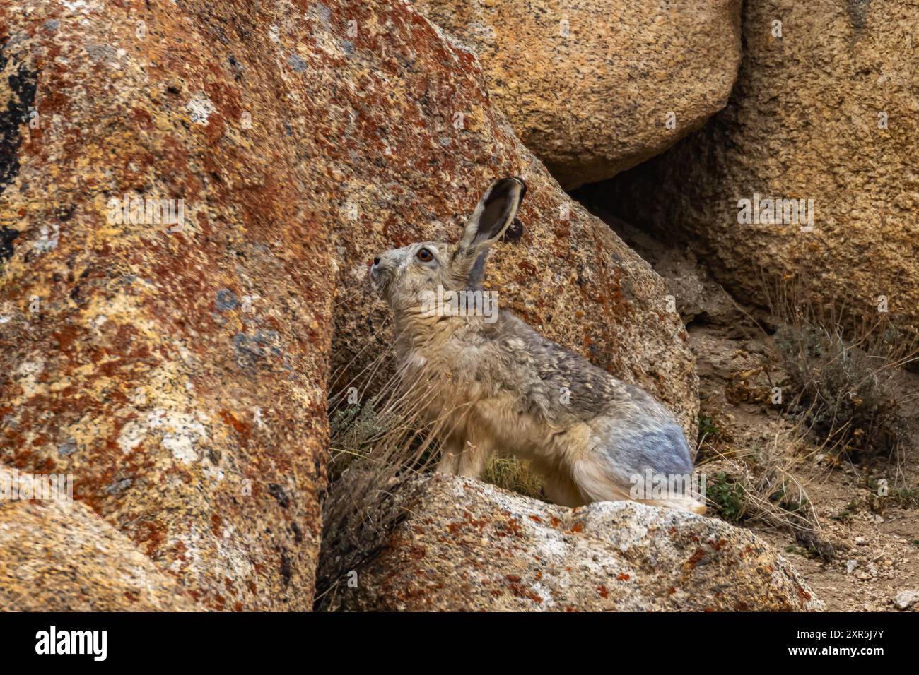 A woolly hare siting alert with its ears up next to a rock at high ...