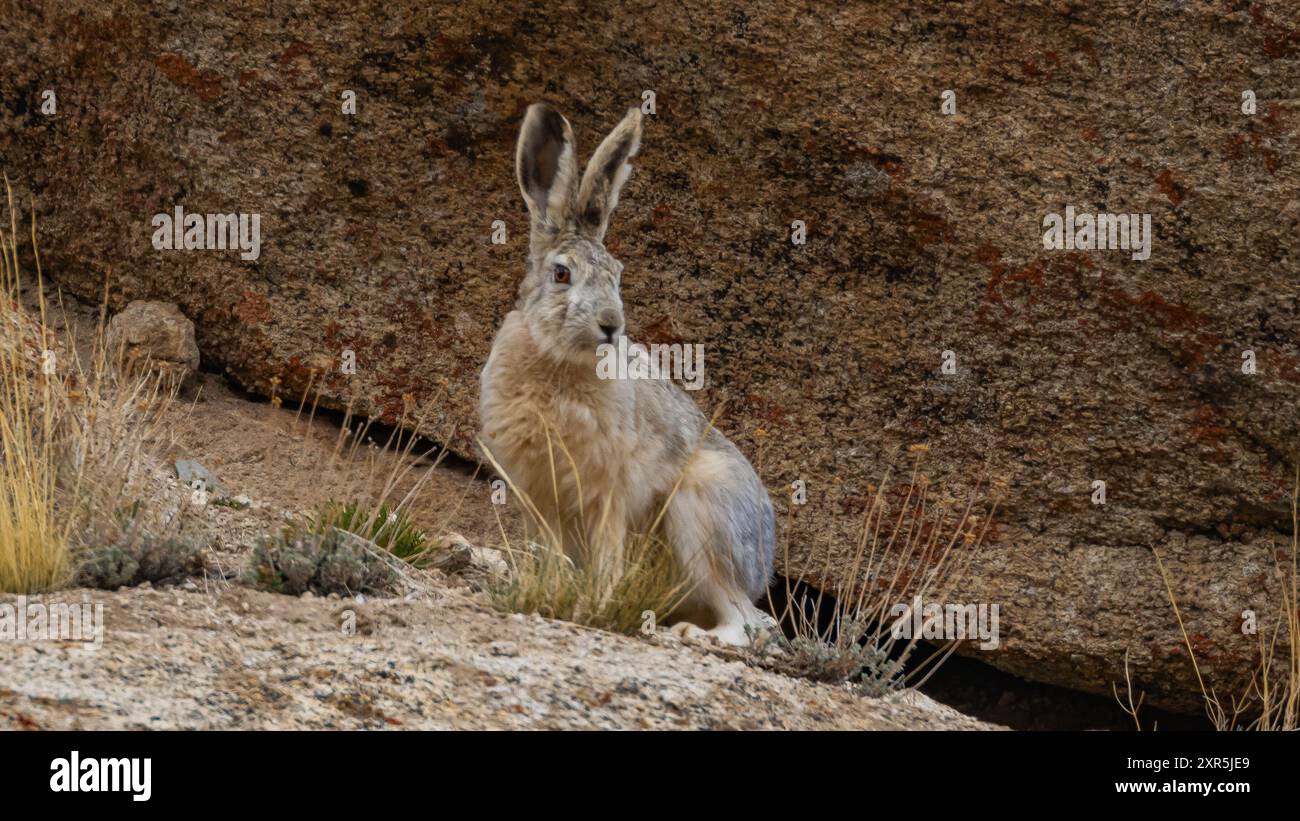 A woolly hare siting alert with its ears up next to a rock at high ...