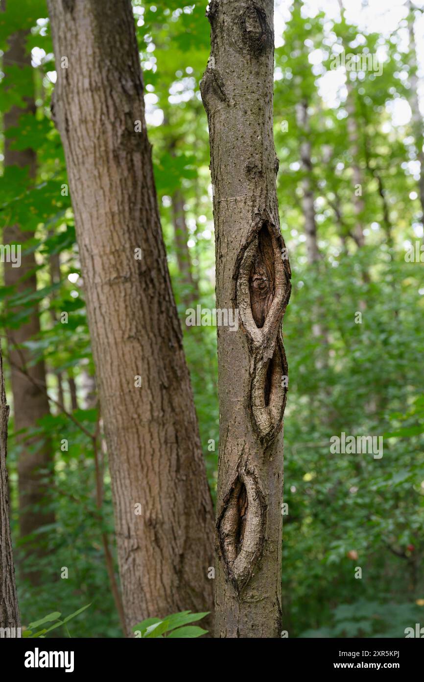 A tree trunk in the forest with oval patterns of open bark Stock Photo ...