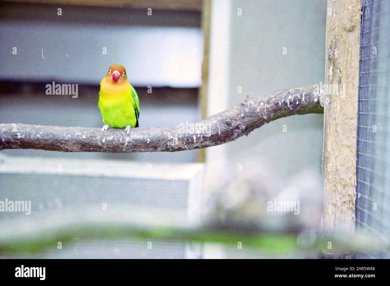 Parakeets mr hi-res stock photography and images - Alamy