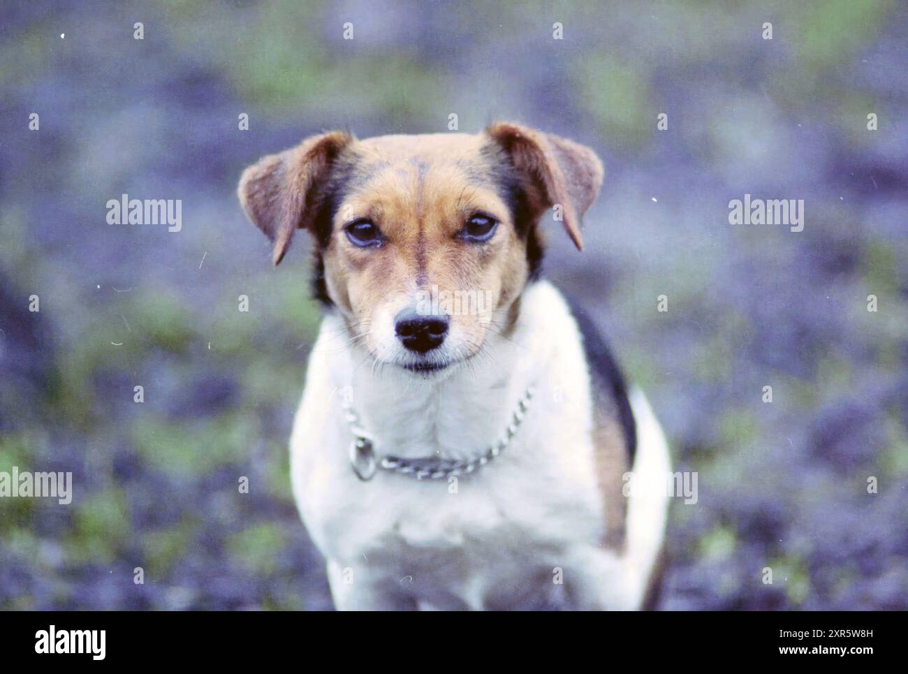 John Jansen with sheep and dogs, Haarlem, The Netherlands, 02-12-1996 ...