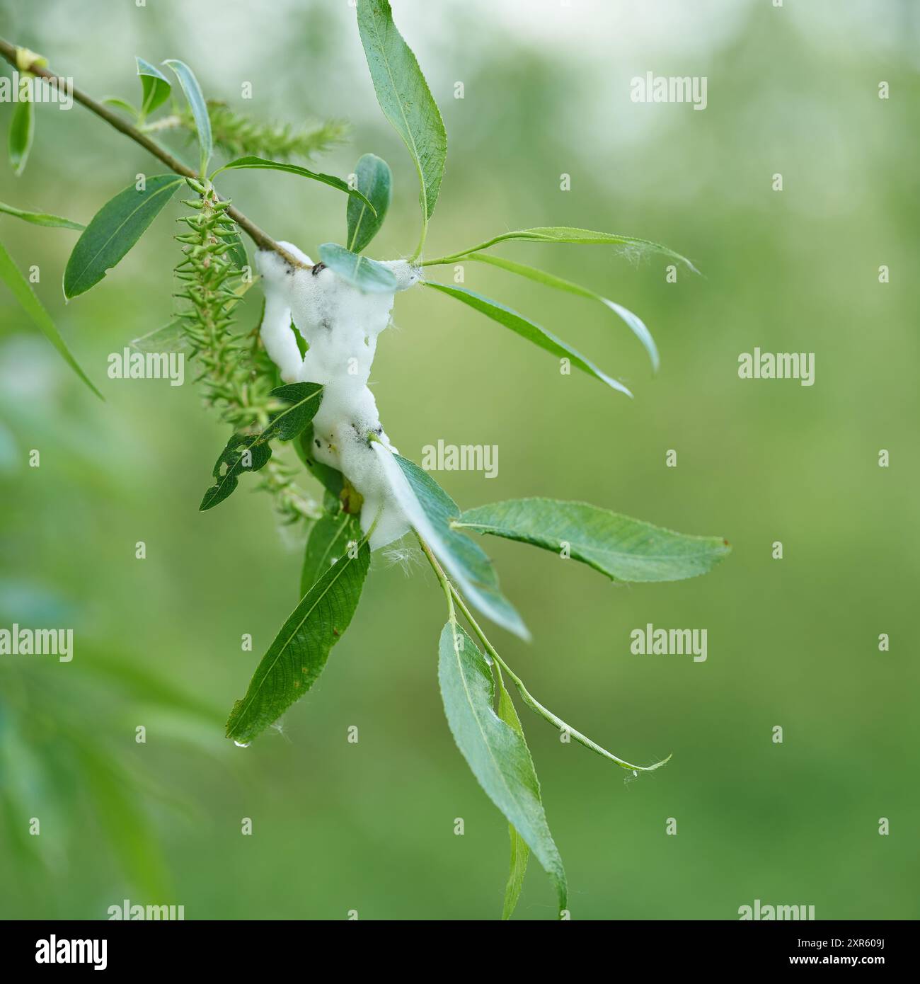 Foam nest of the brown willow spittlebug, Weidenschaumzikade ...