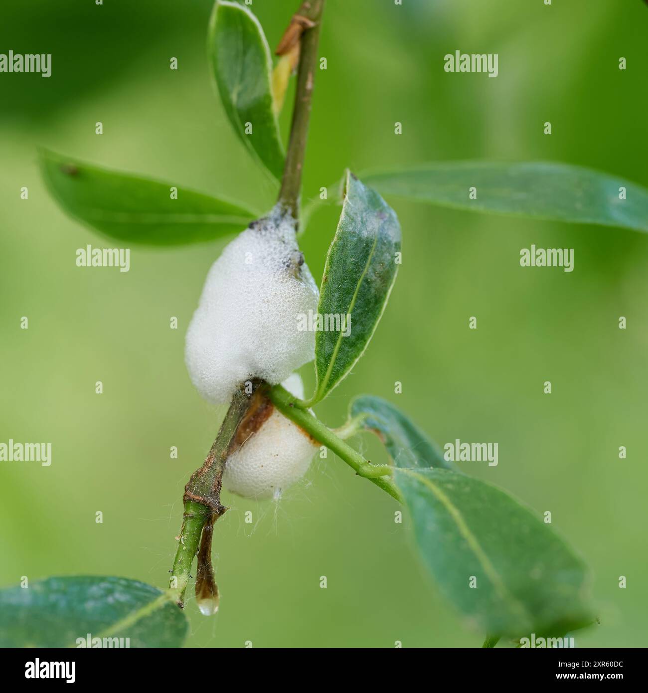 Foam nest of the brown willow spittlebug, Weidenschaumzikade ...