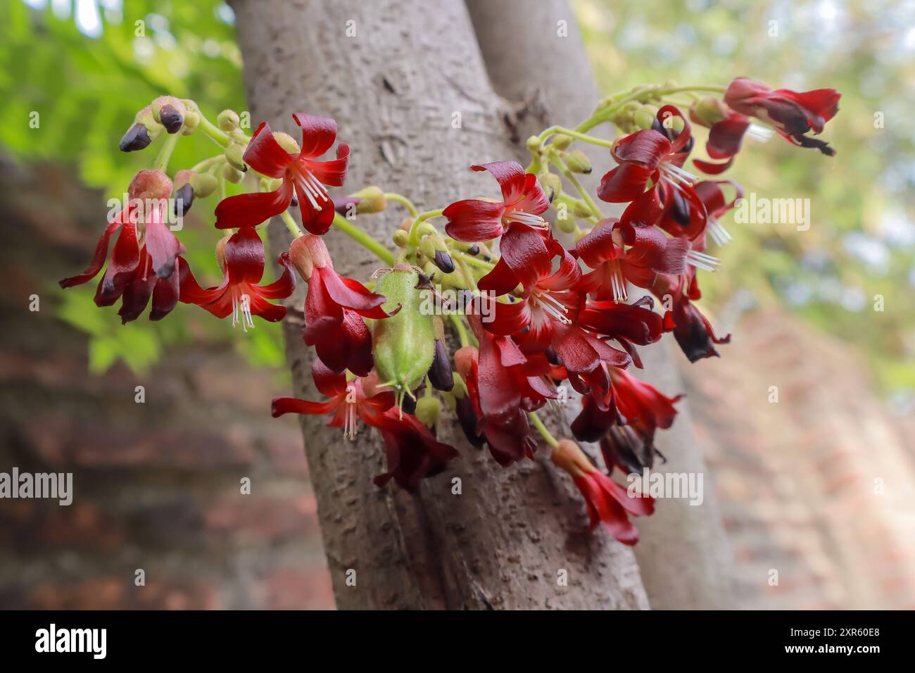 Averrhoa bilimbi flowers bloom and will become fruit Stock Photo - Alamy