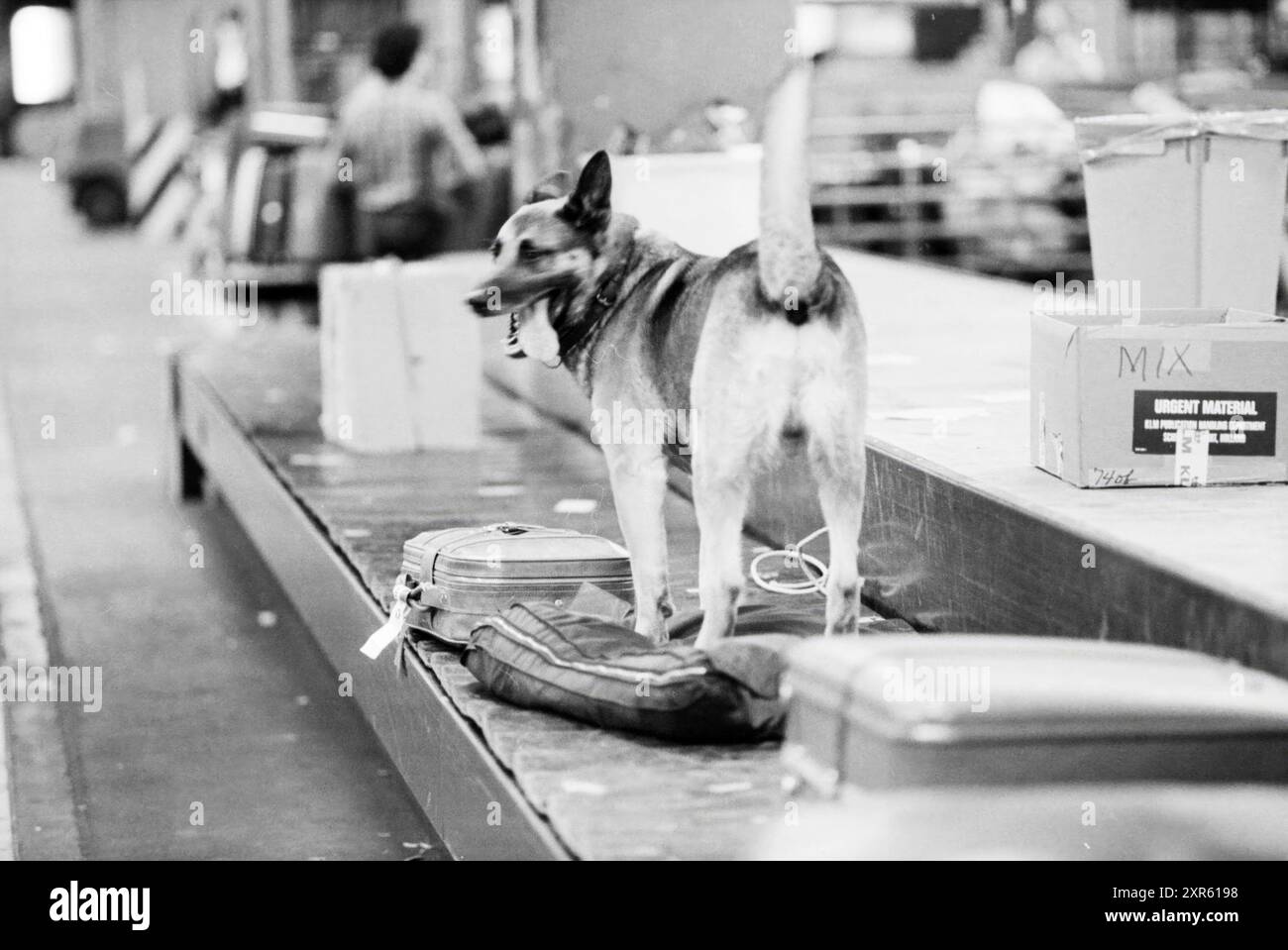 Leo the Hash Dog Schiphol, Dogs, Police, Schiphol, Schiphol, 26-01-1981 ...