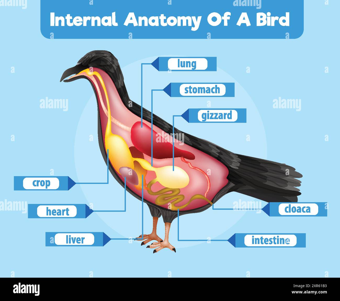 Birds detailed anatomy hi-res stock photography and images - Alamy