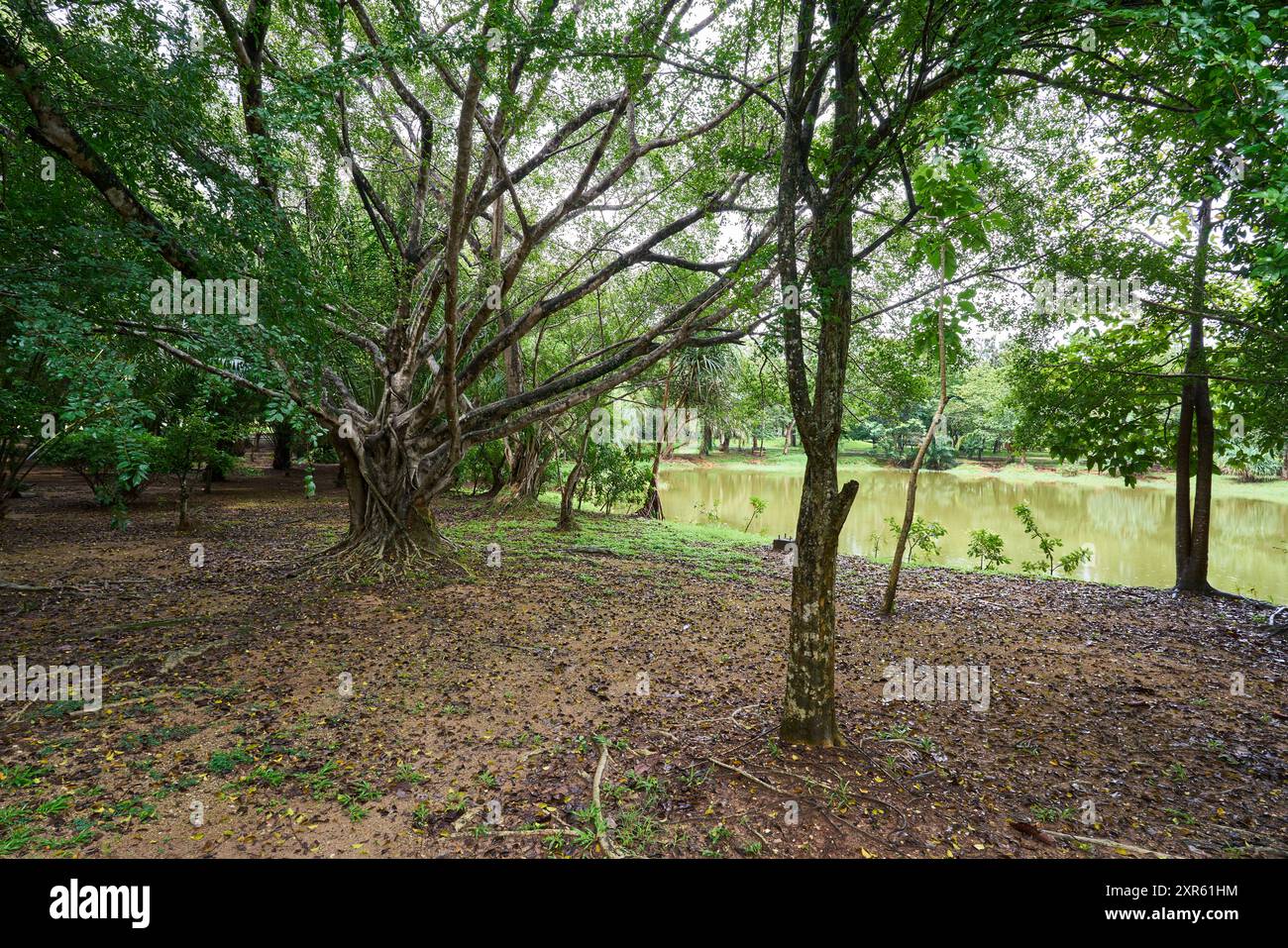 The King Rama IX city park in the island of Phuket, Thailand Stock ...