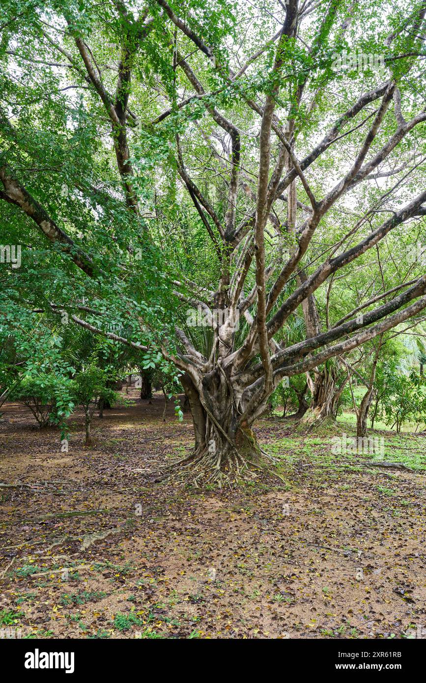 The King Rama IX city park in the island of Phuket, Thailand Stock ...