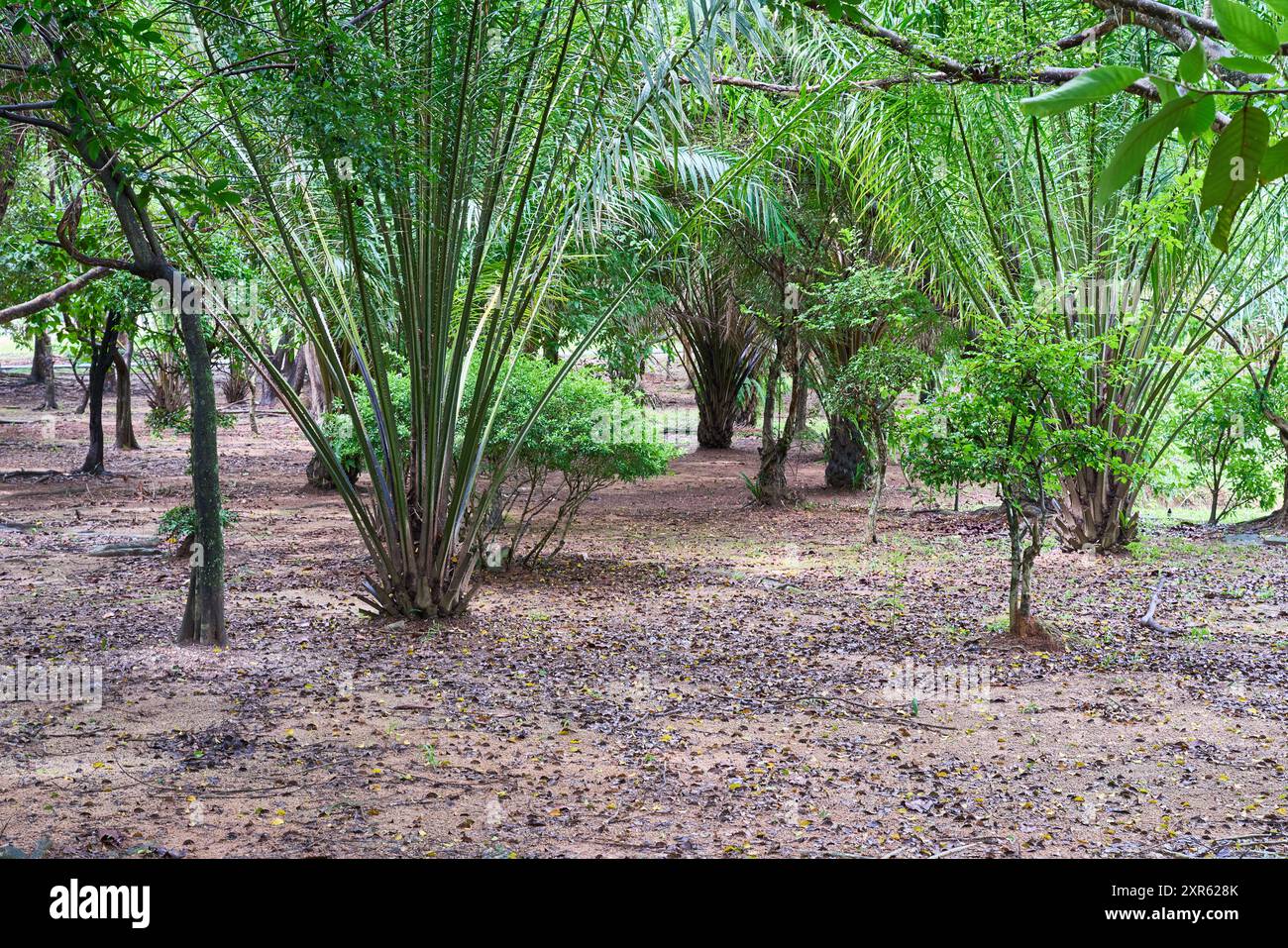 The King Rama IX city park in the island of Phuket, Thailand Stock ...