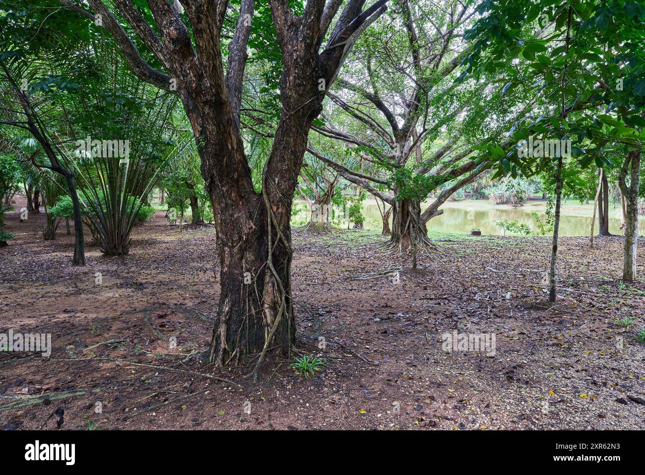 The King Rama IX city park in the island of Phuket, Thailand Stock ...